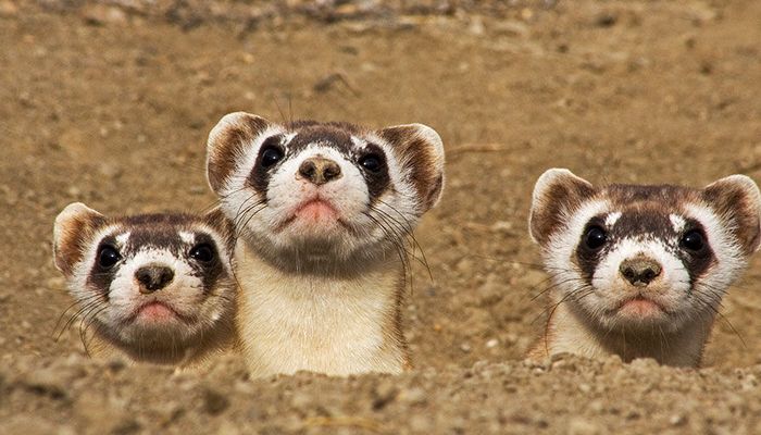 6 ogroženih živali, za katere bi morali vedeti